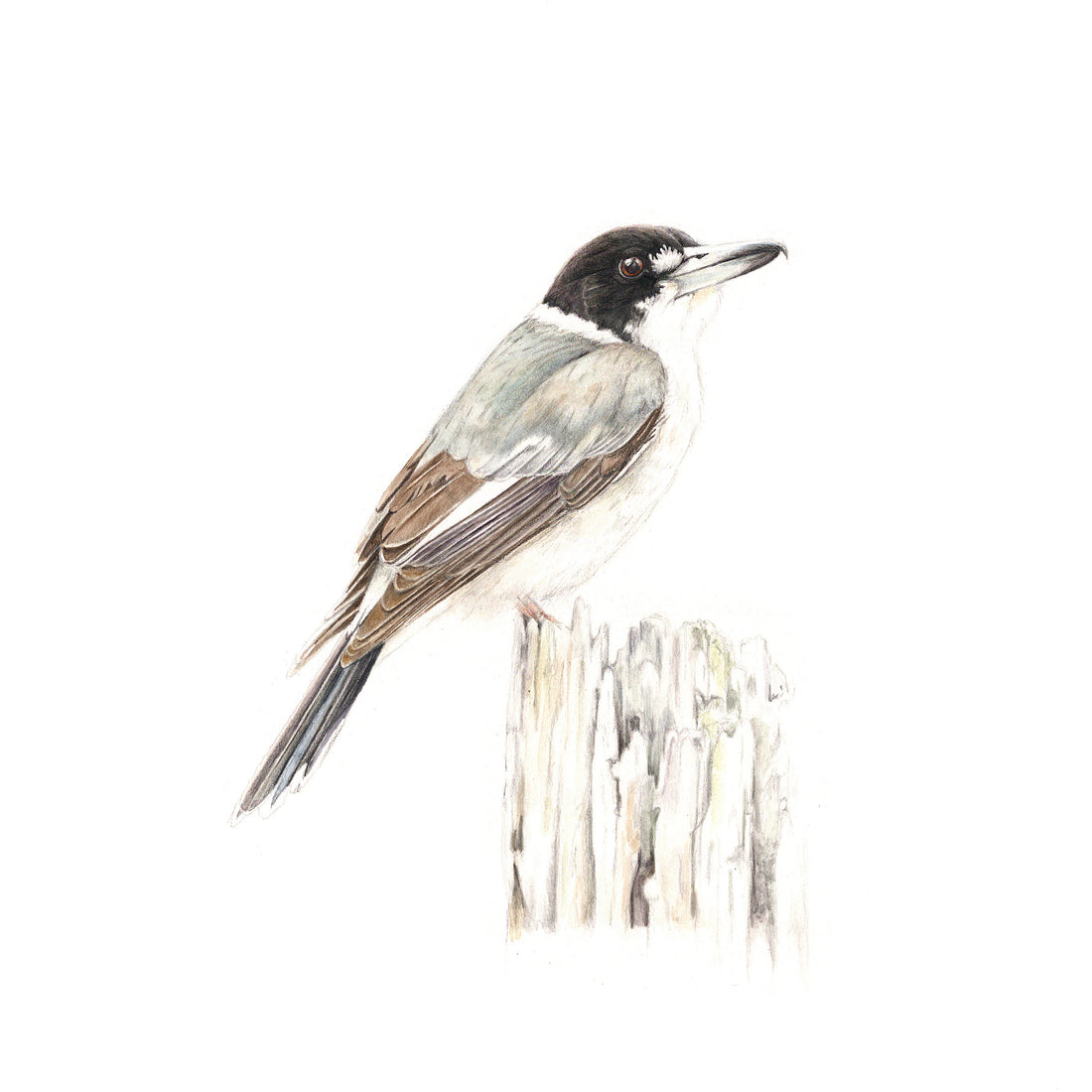 Butcher Bird – The Peisley Street Gallery